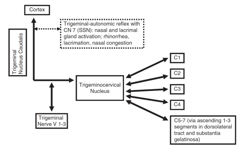 Neck Pain and Headache: The Trigeminocervical Nucleus Connection ...
